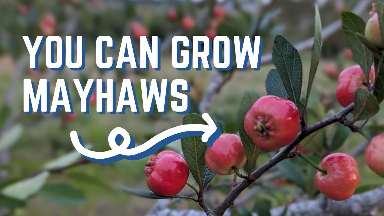 Growing Mayhaws – Videos – Mother Earth News